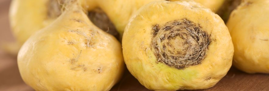 La consommation et les vertus de la maca du Pérou